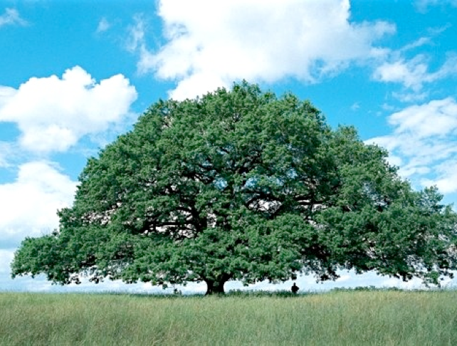 Exposition Photos - « Tour de France des Arbres remarquables